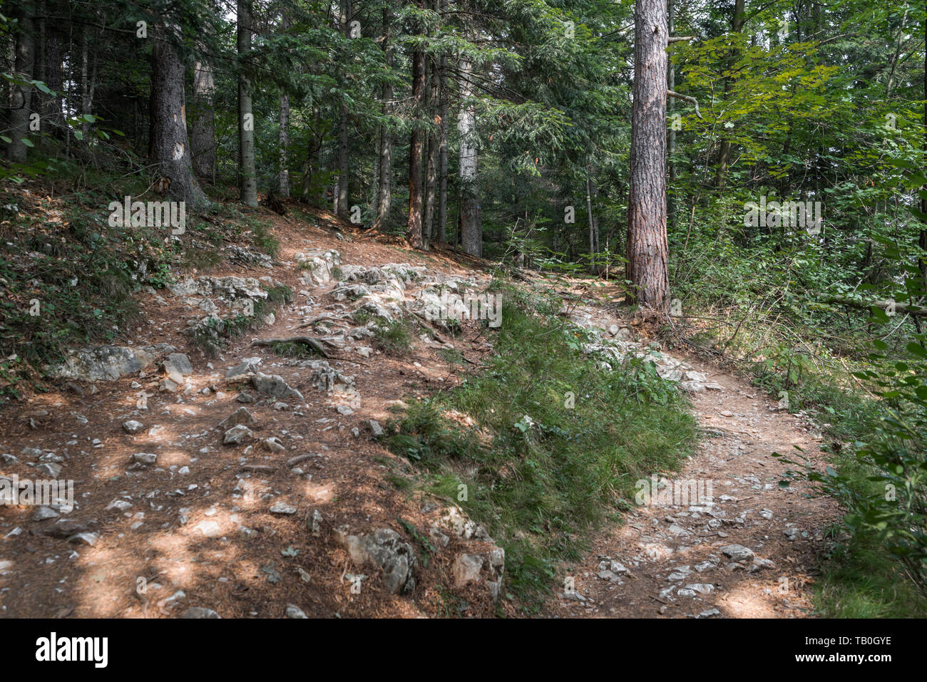 Forest paradise hi-res stock photography and images - Alamy