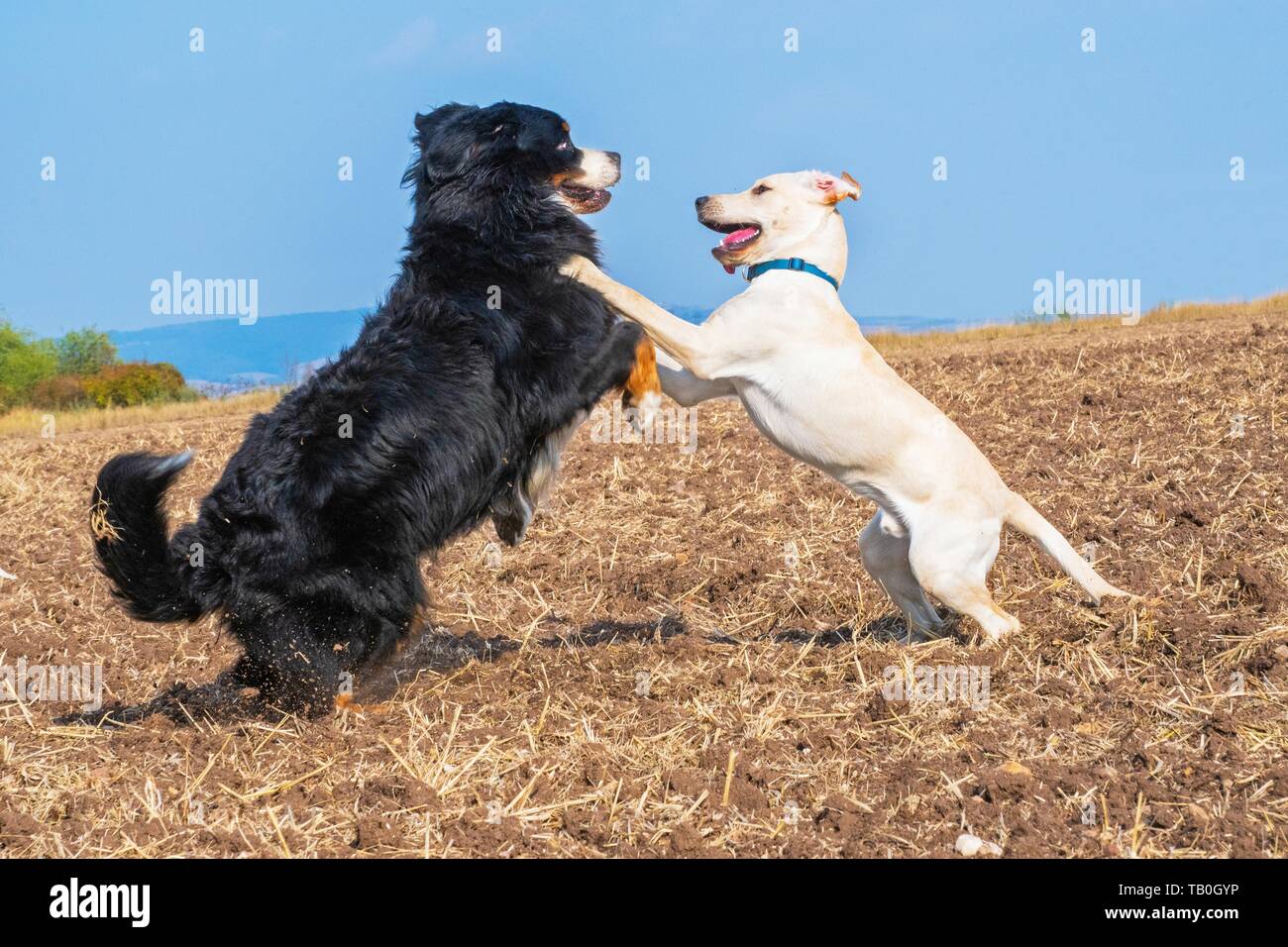 Large sized hunting dogs hi-res stock photography and images - Alamy