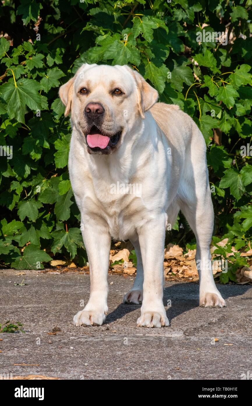 standing Labrador Retriever Stock Photo - Alamy