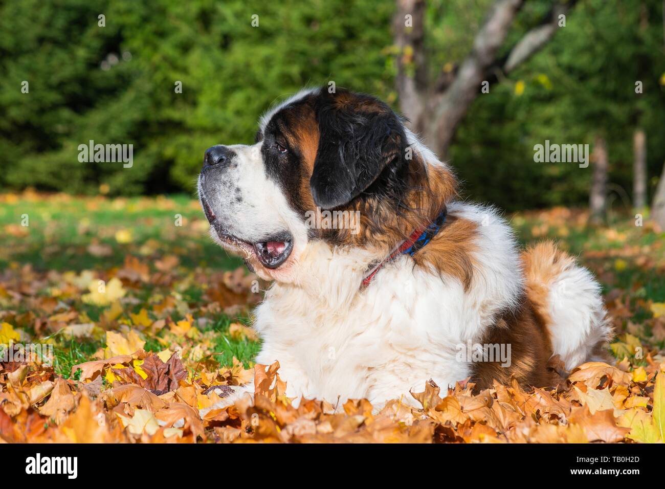 Two saint bernards hi-res stock photography and images - Alamy