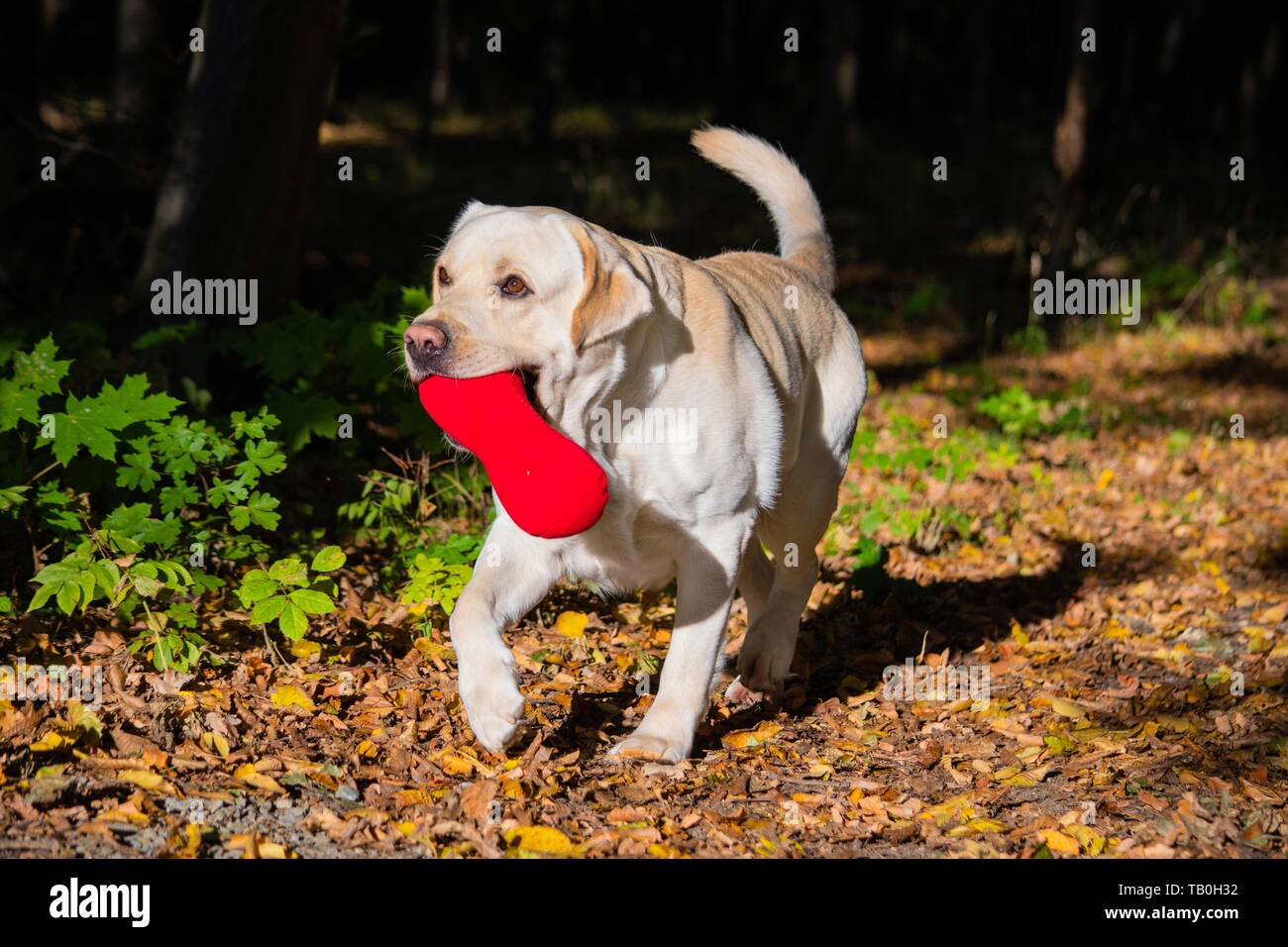 Labrador walking woods hi-res stock photography and images - Alamy