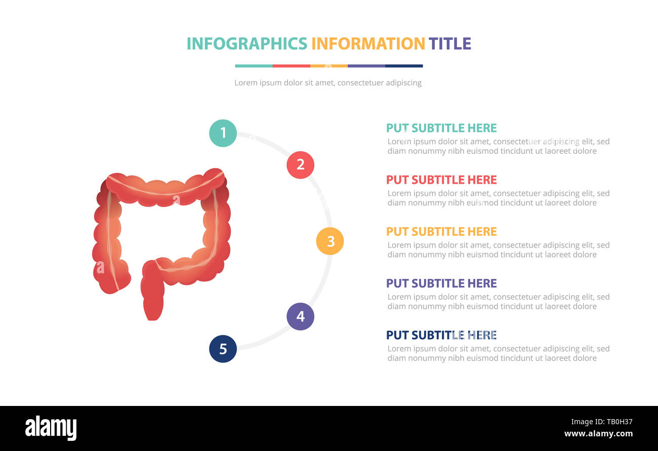 human colon anatomy infographic template concept with five points list ...