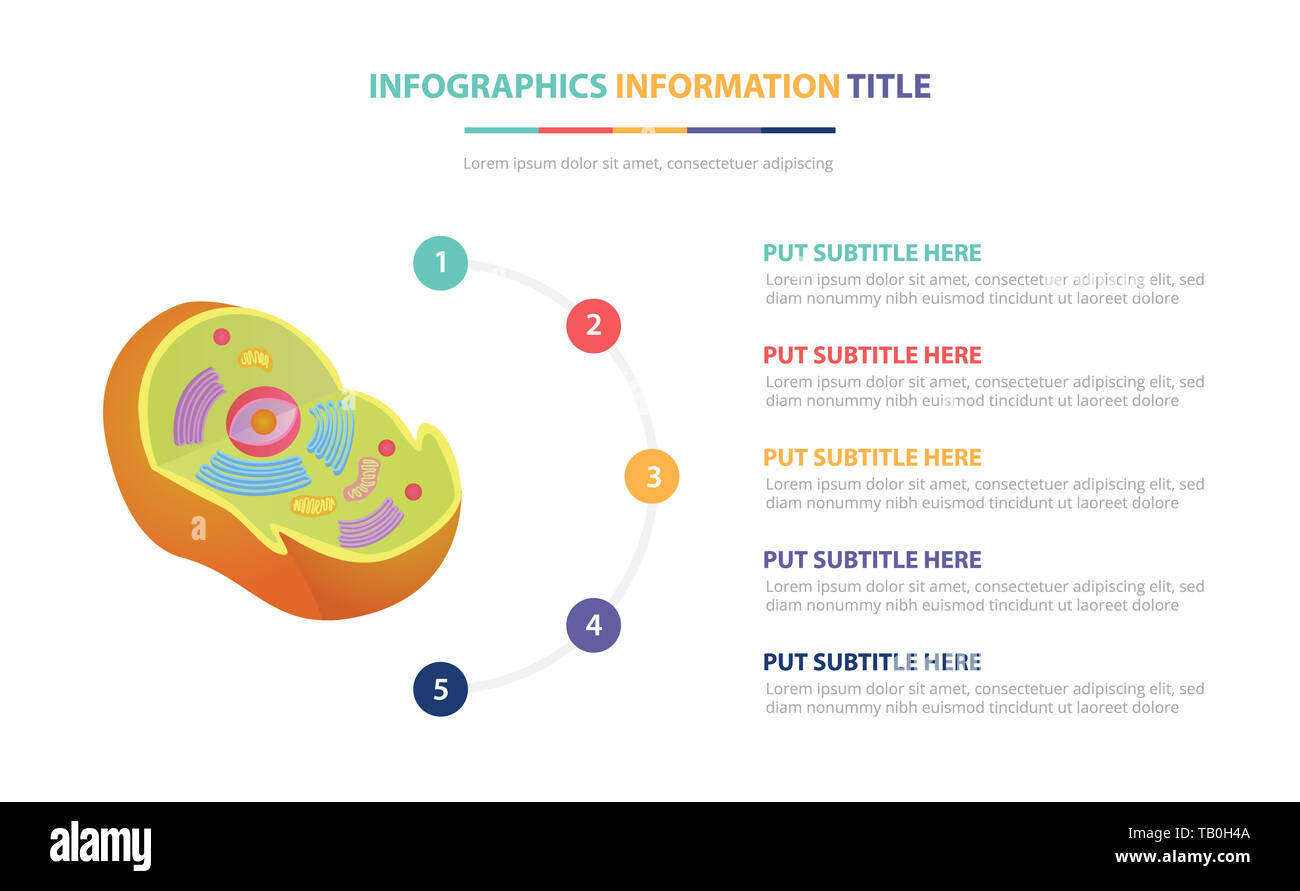 human cell anatomy infographic template concept with five points list ...