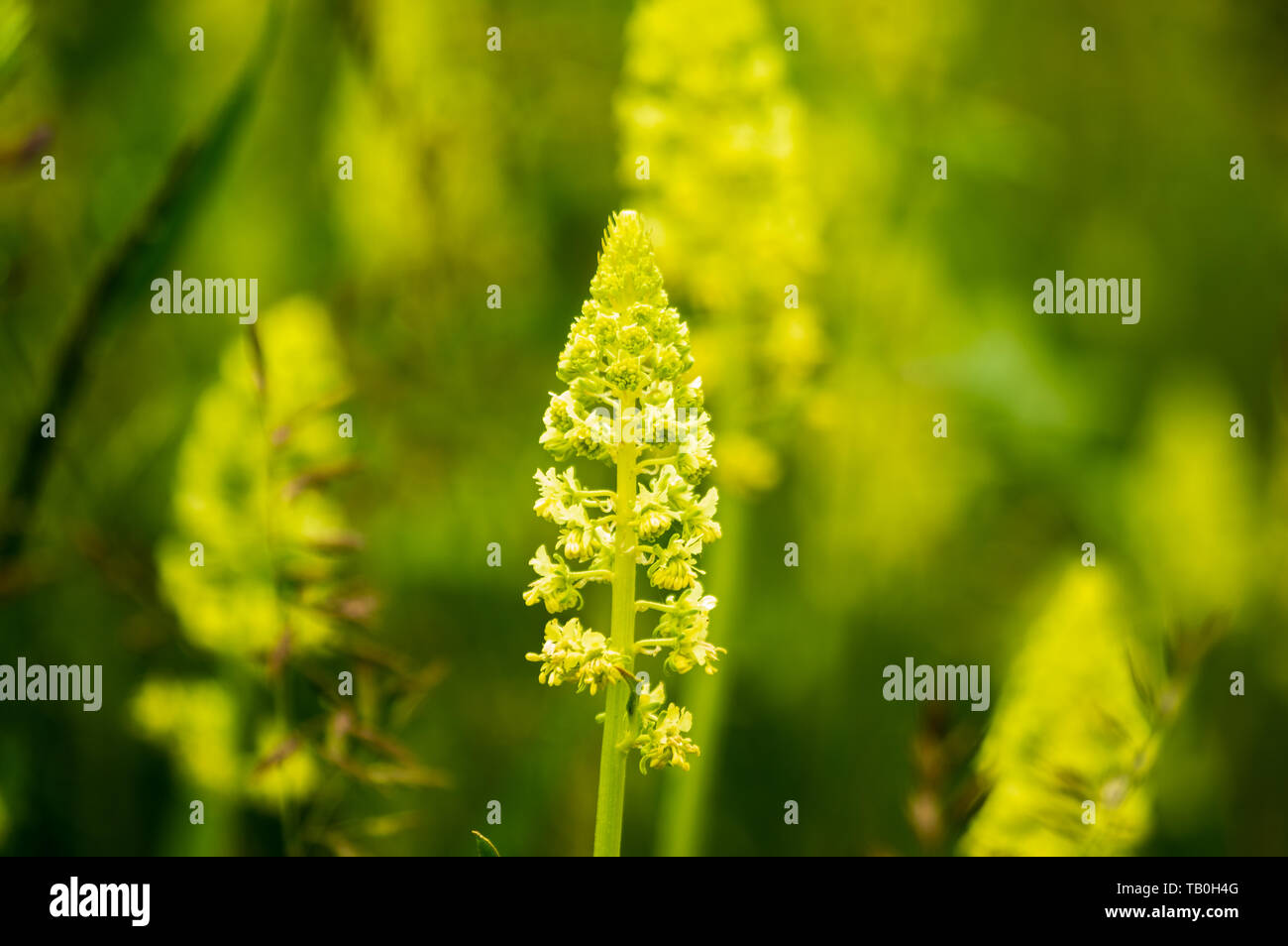 Reseda lutea - the yellow mignonette or wild mignonette - is a species ...