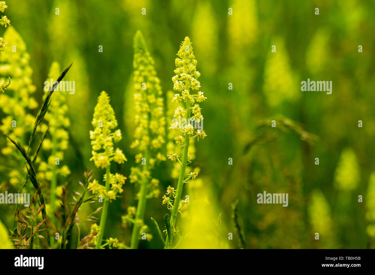 Flower native to north africa hi-res stock photography and images - Alamy