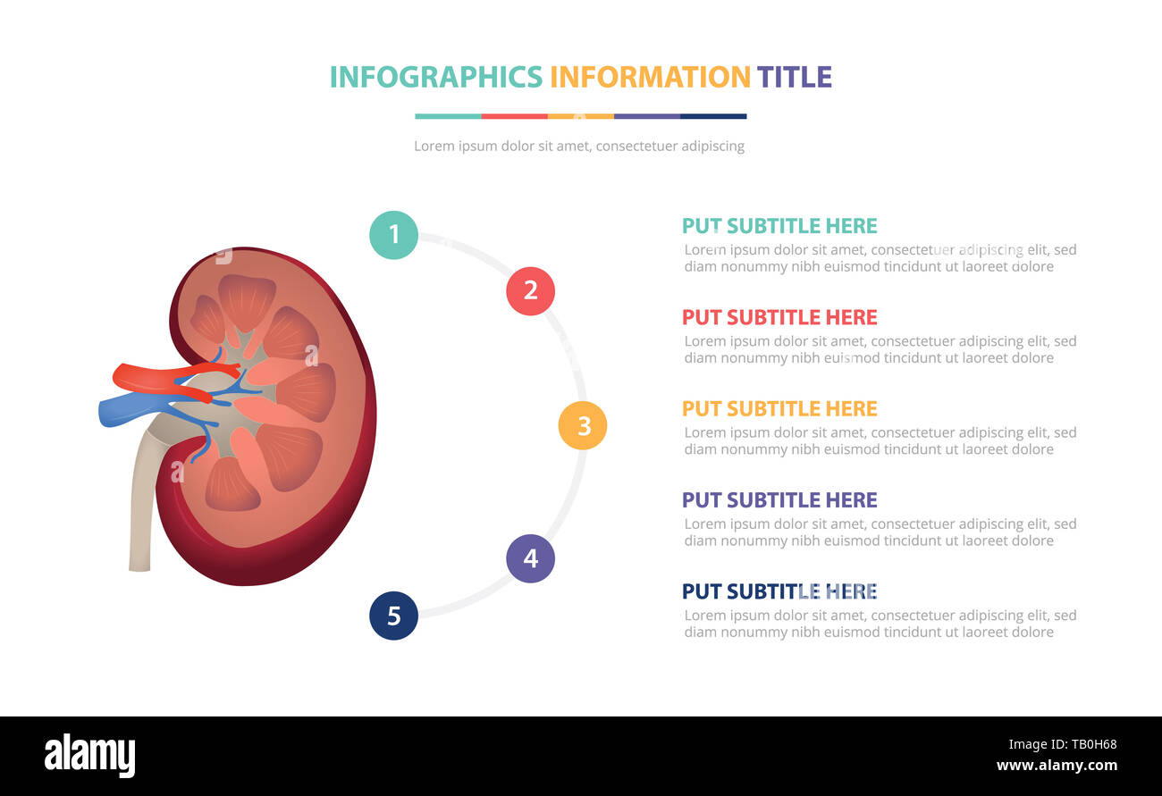 Human Kidney Anatomy Ppt