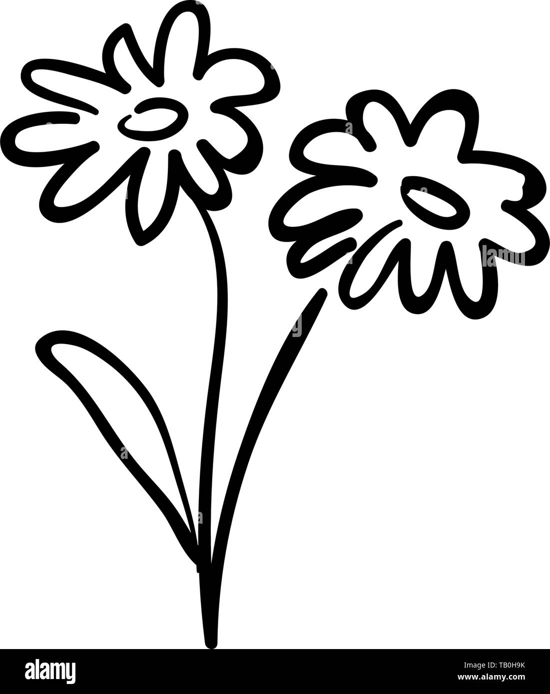 Asteraceae vector vectors Black and White Stock Photos & Images - Alamy