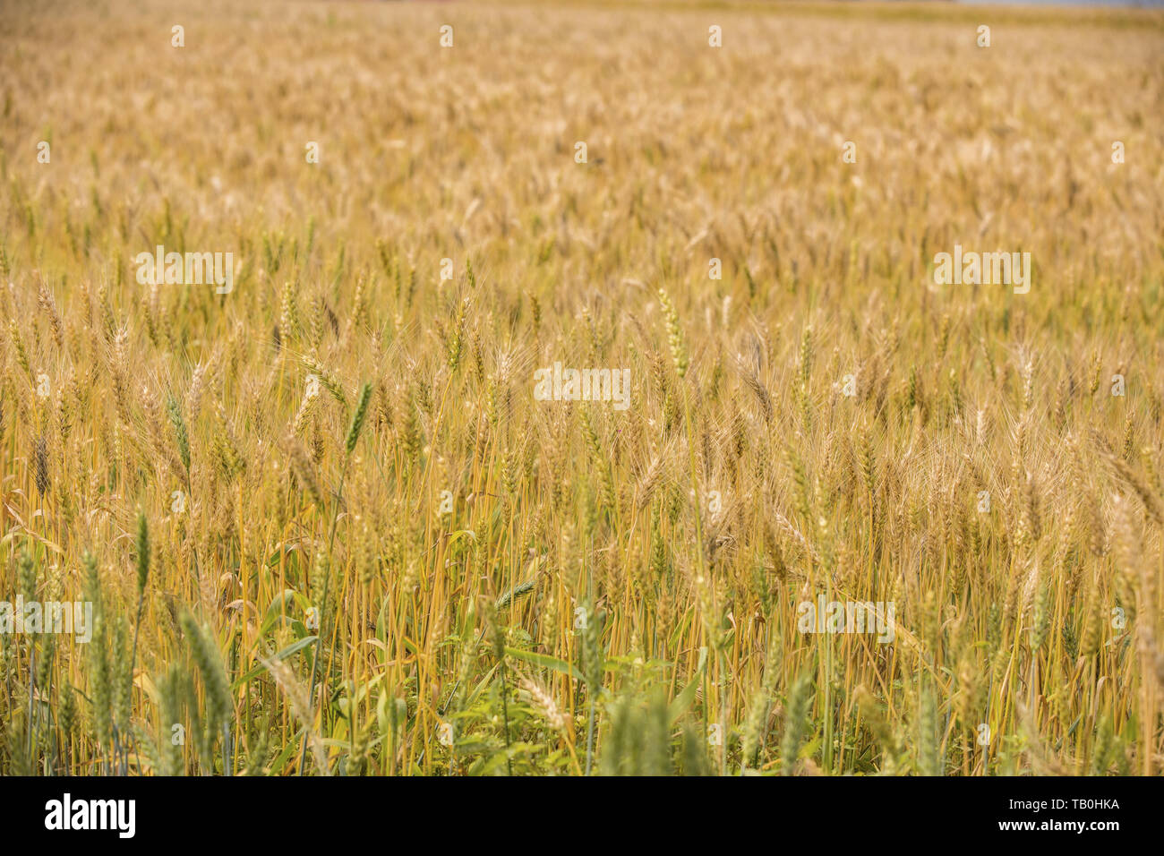 Daya dist hi-res stock photography and images - Alamy