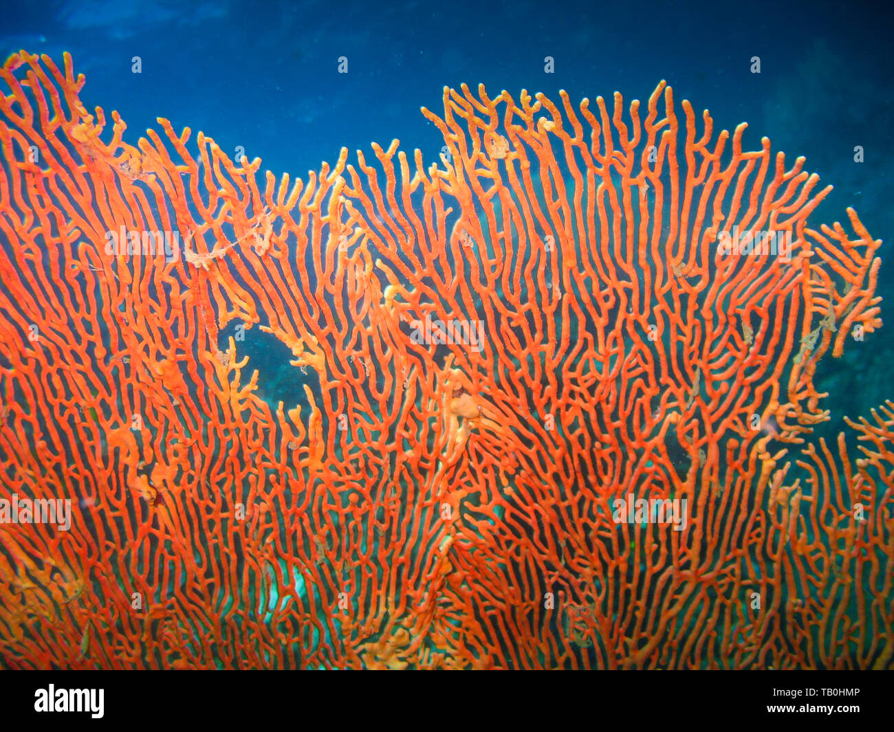 Gorgonian fan coral hi-res stock photography and images - Alamy