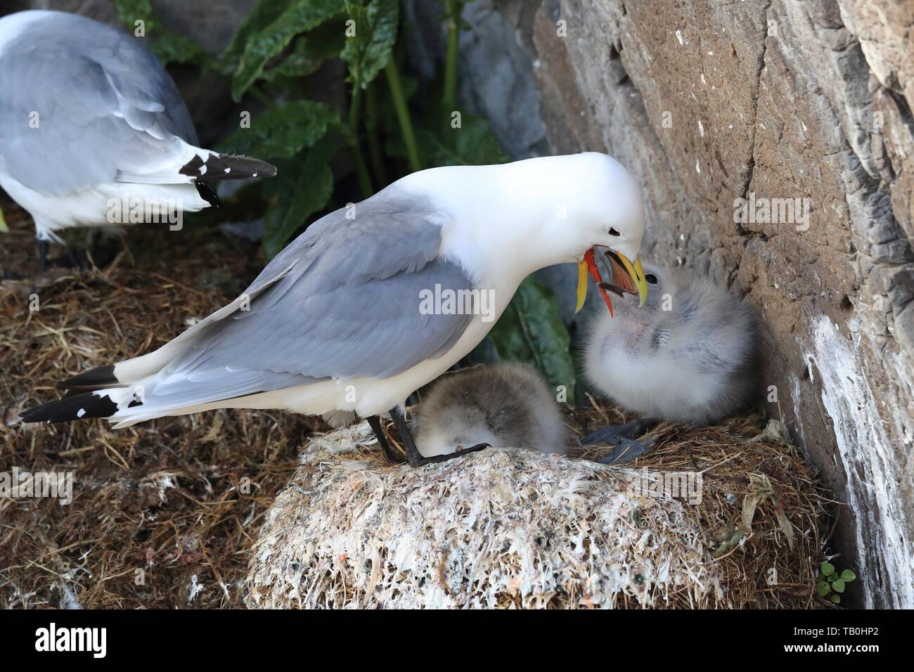 Four legged bird hi-res stock photography and images - Alamy