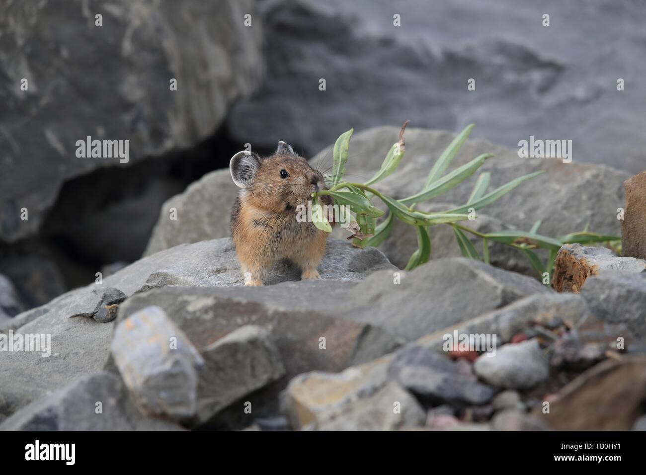 American pika mouth hi-res stock photography and images - Alamy