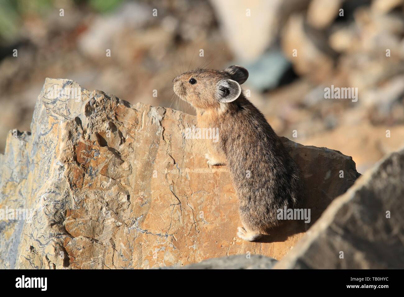 Pika ochotona princeps adult rock hi-res stock photography and images ...