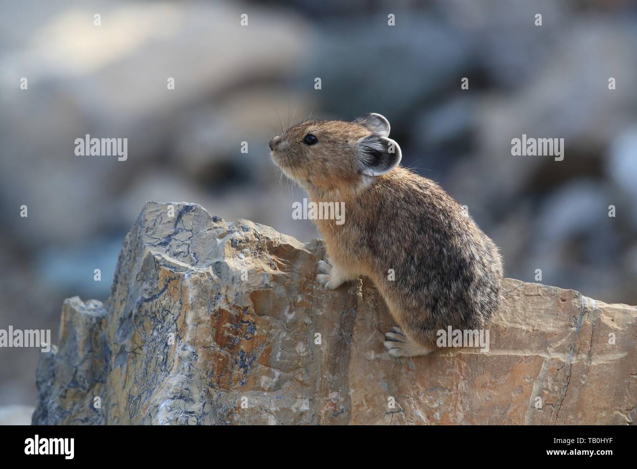 Pika ochotona princeps adult rock hi-res stock photography and images ...