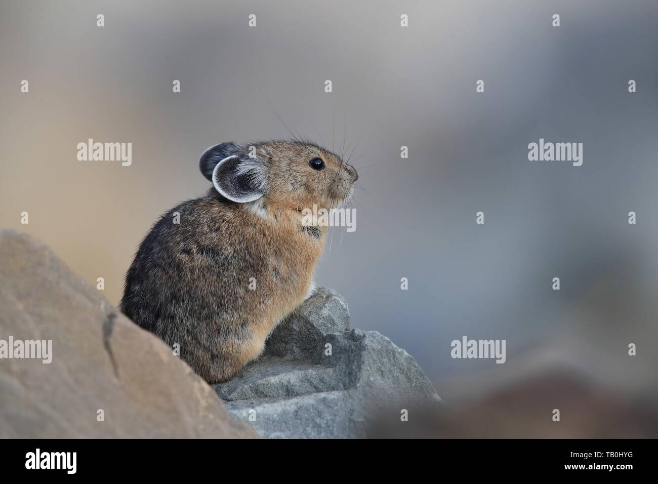 Pika ochotona princeps adult rock hi-res stock photography and images ...