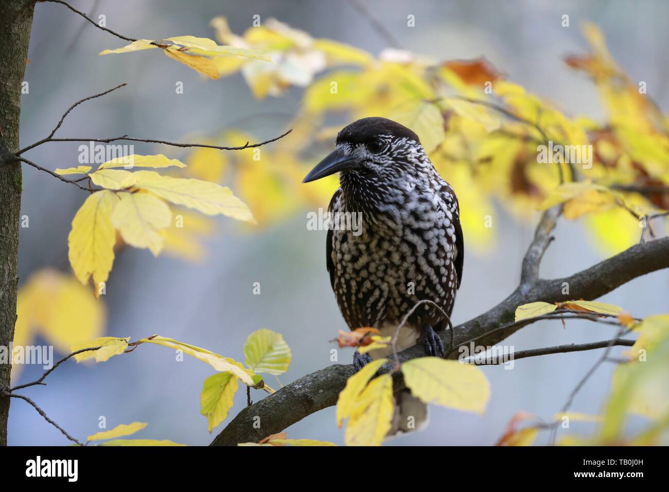 Eurasian Nutcrackers High Resolution Stock Photography and Images - Alamy