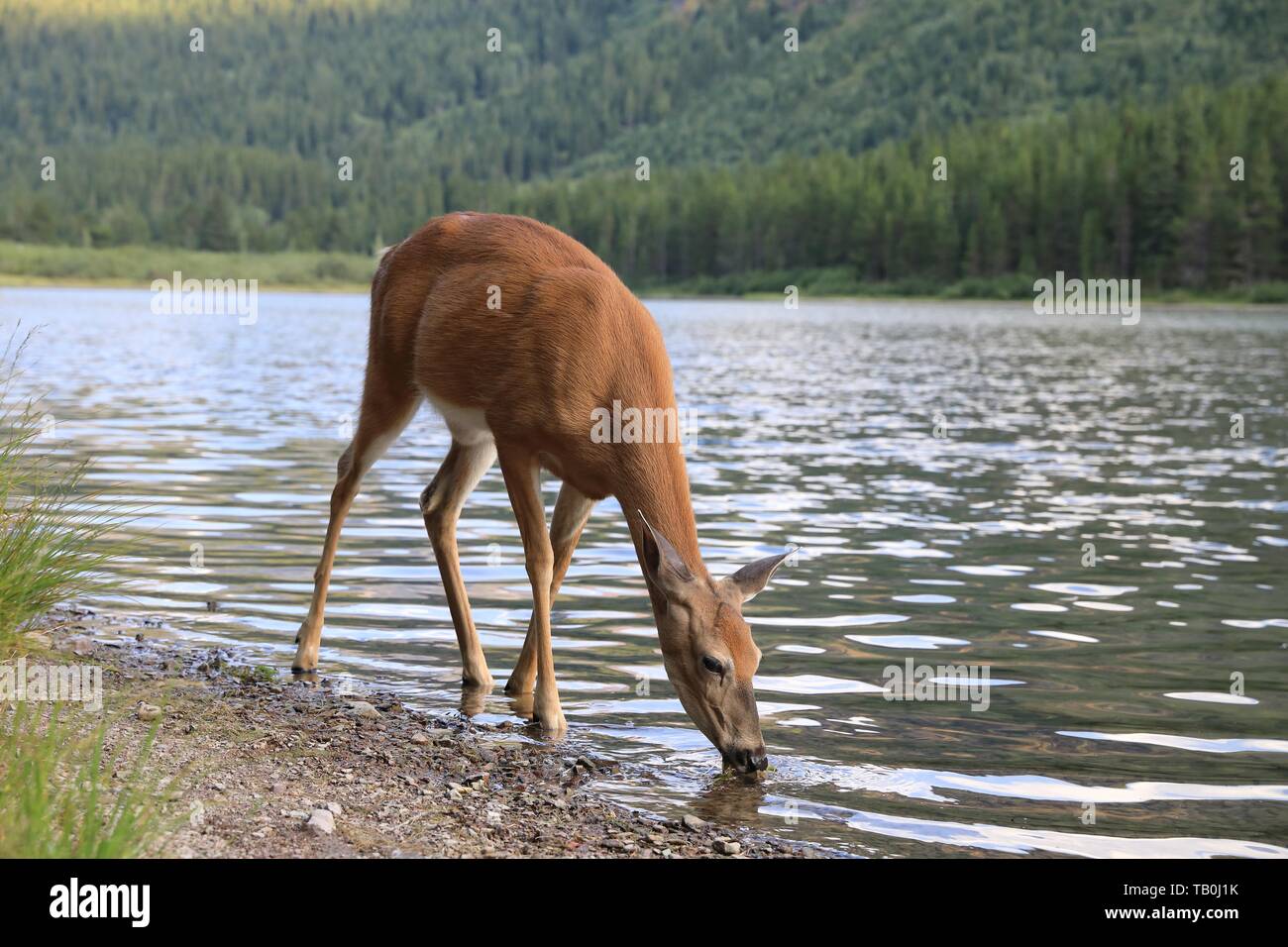 Deer drinks hi-res stock photography and images - Alamy