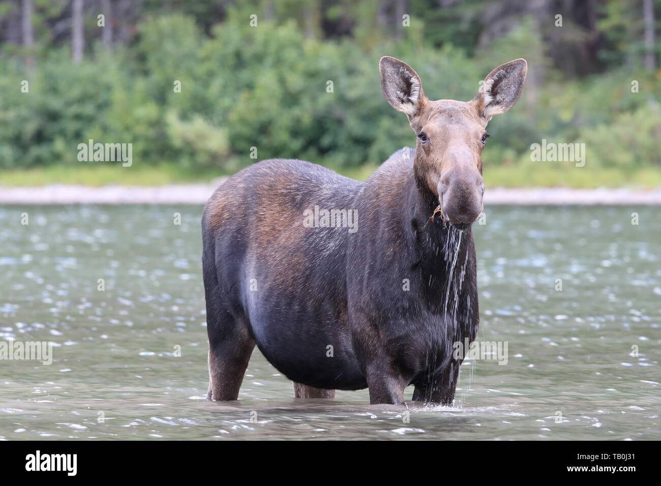 Female Moose High Resolution Stock Photography and Images - Alamy