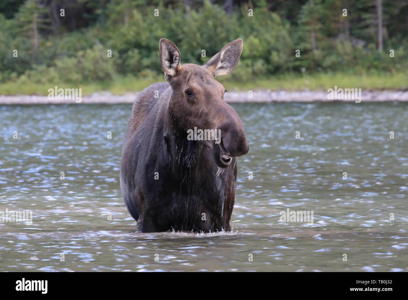 Female Moose High Resolution Stock Photography and Images - Alamy