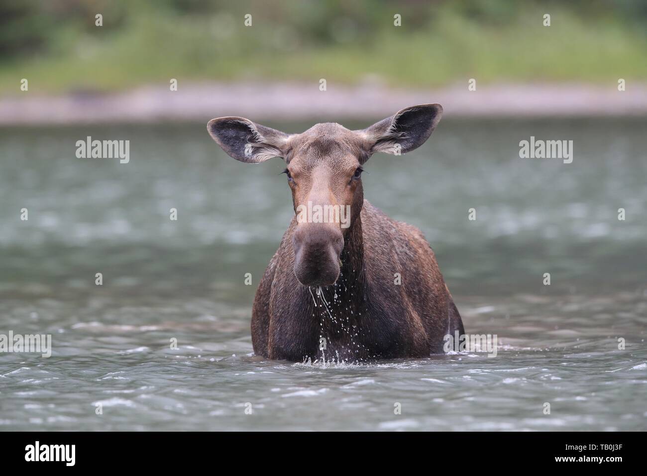 Female Moose High Resolution Stock Photography and Images - Alamy