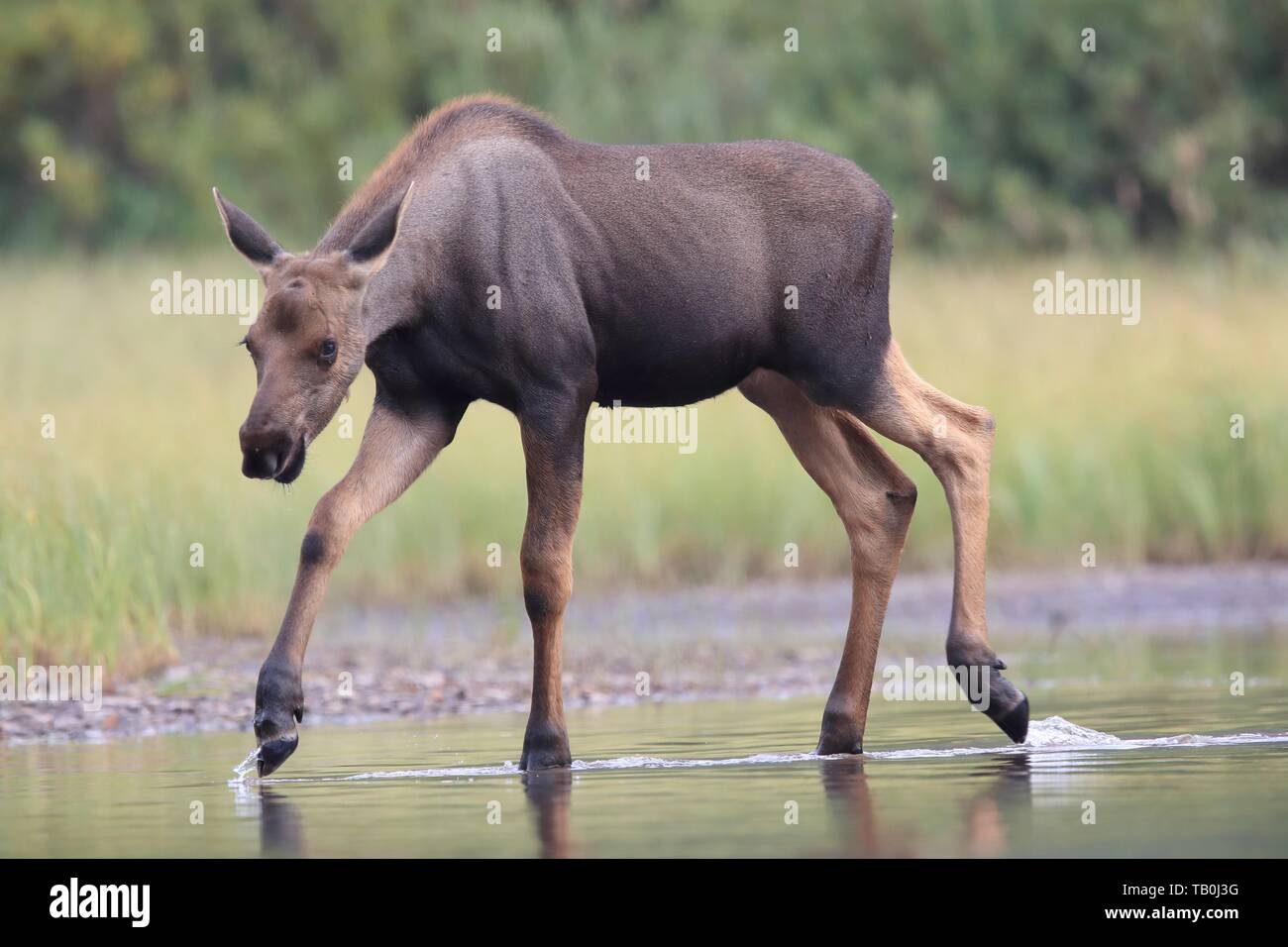 Moose babies hi-res stock photography and images - Alamy