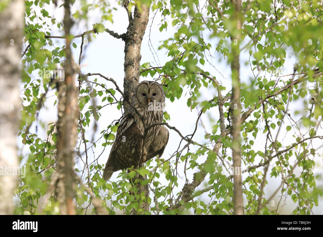 Oral landscape hi-res stock photography and images - Alamy