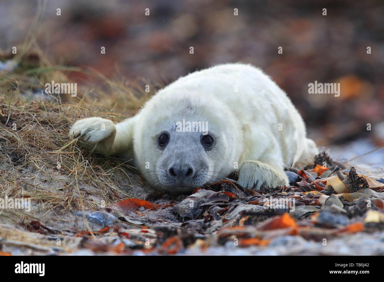 Seal backside hi-res stock photography and images - Alamy