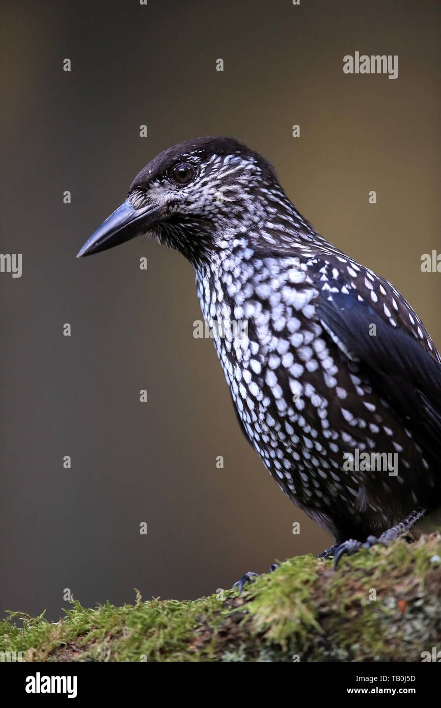 Spotted nutcrackers hi-res stock photography and images - Alamy