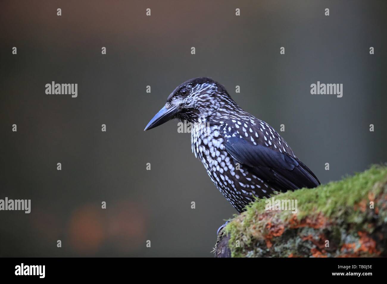 Spotted nutcrackers hi-res stock photography and images - Alamy