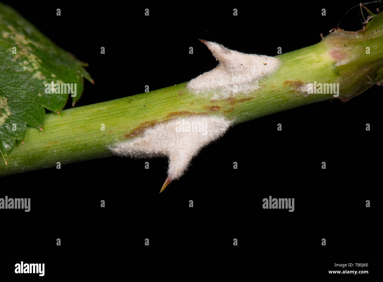 Fungal disease hi-res stock photography and images - Alamy