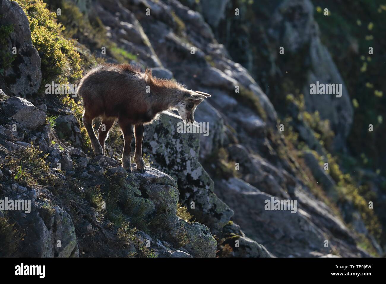 Chamois mountain goat chamoises rupicapra hi-res stock photography and ...