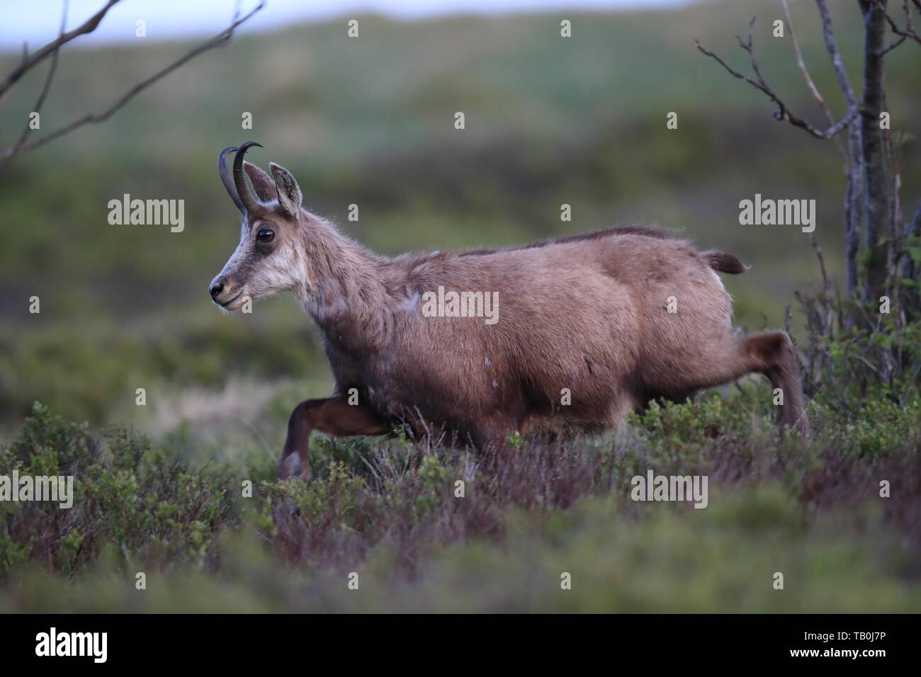 Goat trotting hi-res stock photography and images - Alamy