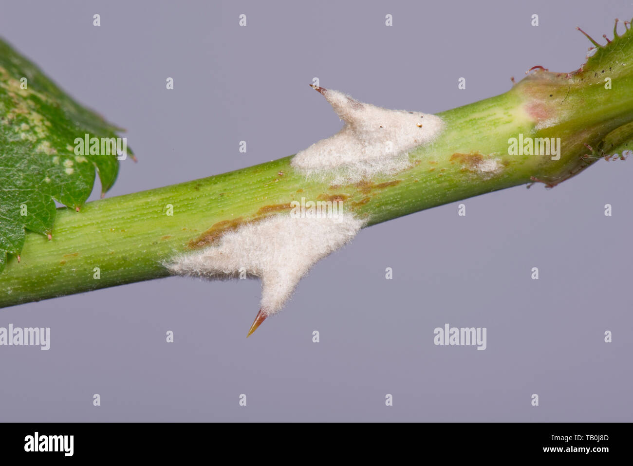 Fungal hi-res stock photography and images - Alamy