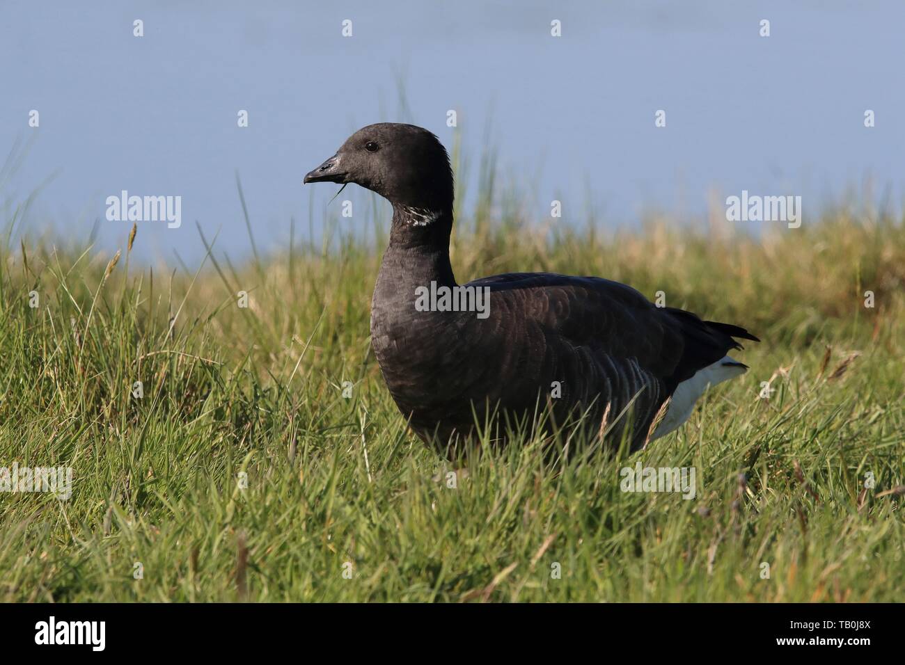 American waterbirds hi-res stock photography and images - Alamy