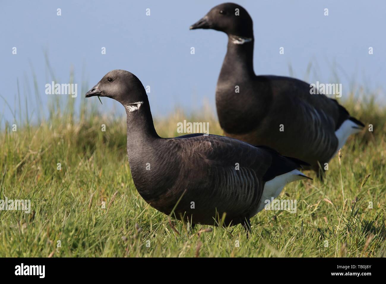 Brants water hi-res stock photography and images - Alamy