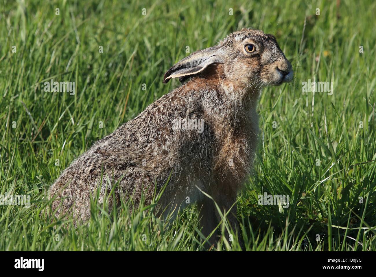 Sitting hare side profile hi-res stock photography and images - Alamy
