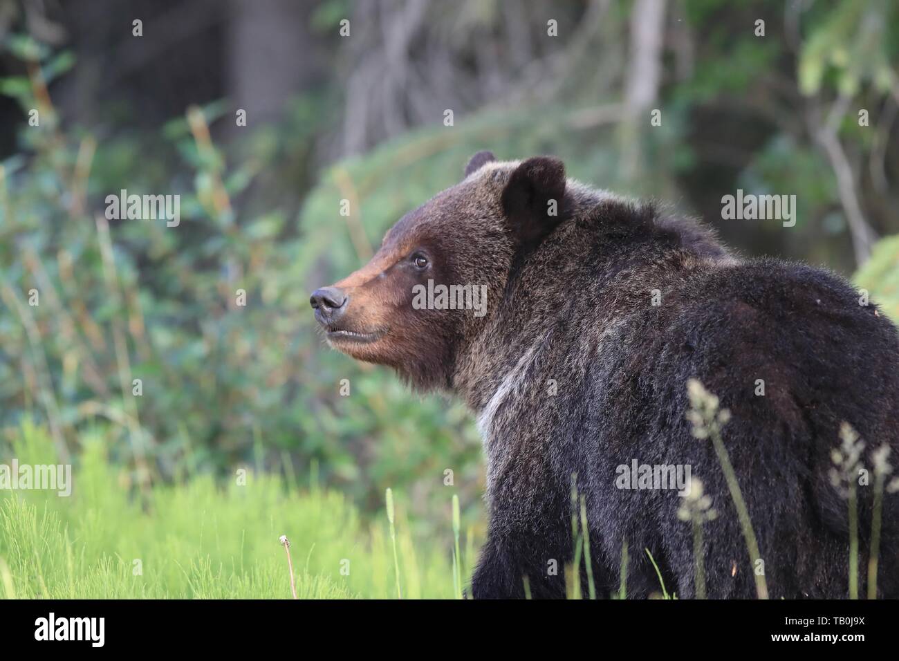 young Grizzly bear Stock Photo - Alamy