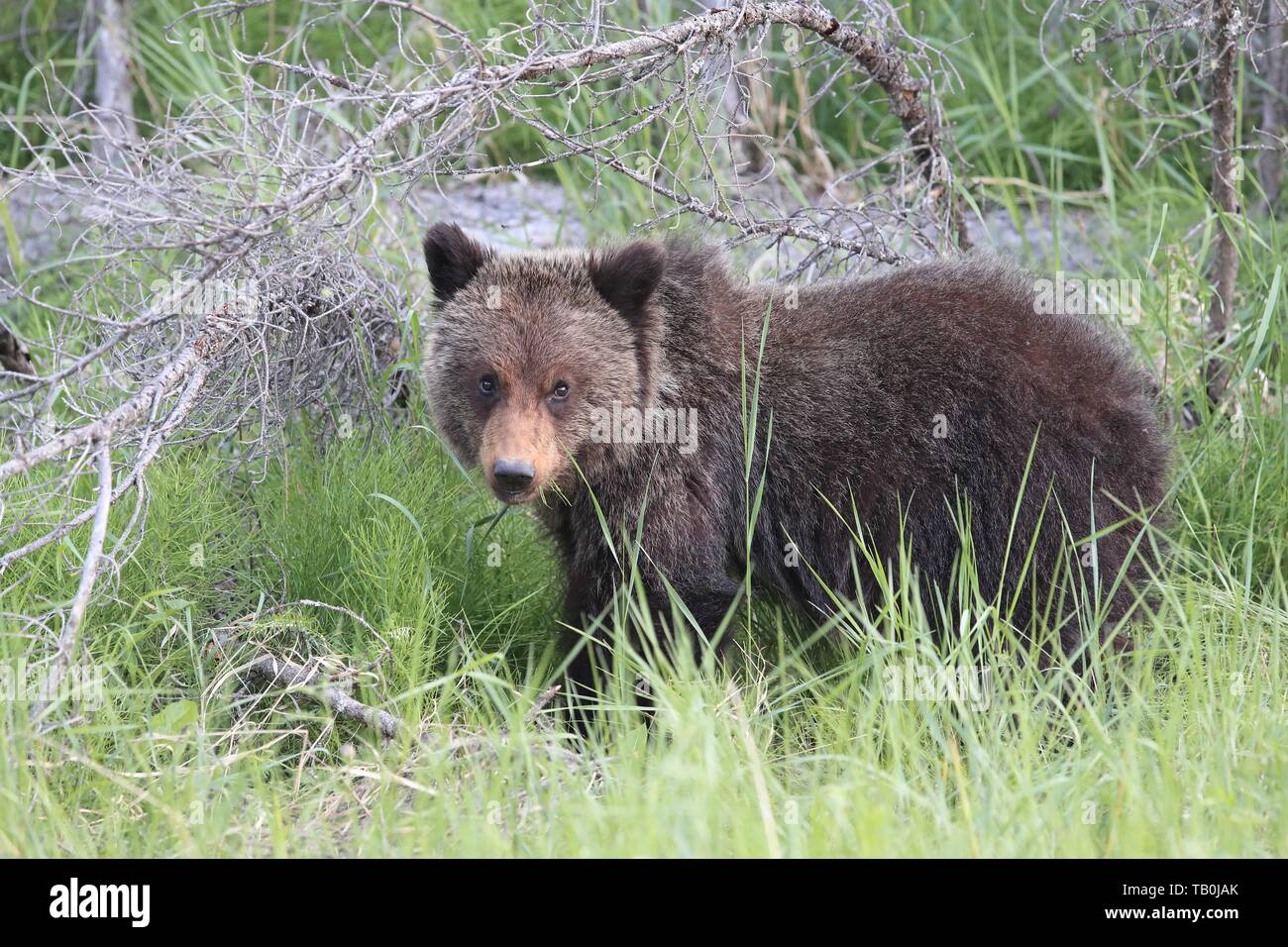 Grizzly bear cub walks hi-res stock photography and images - Alamy
