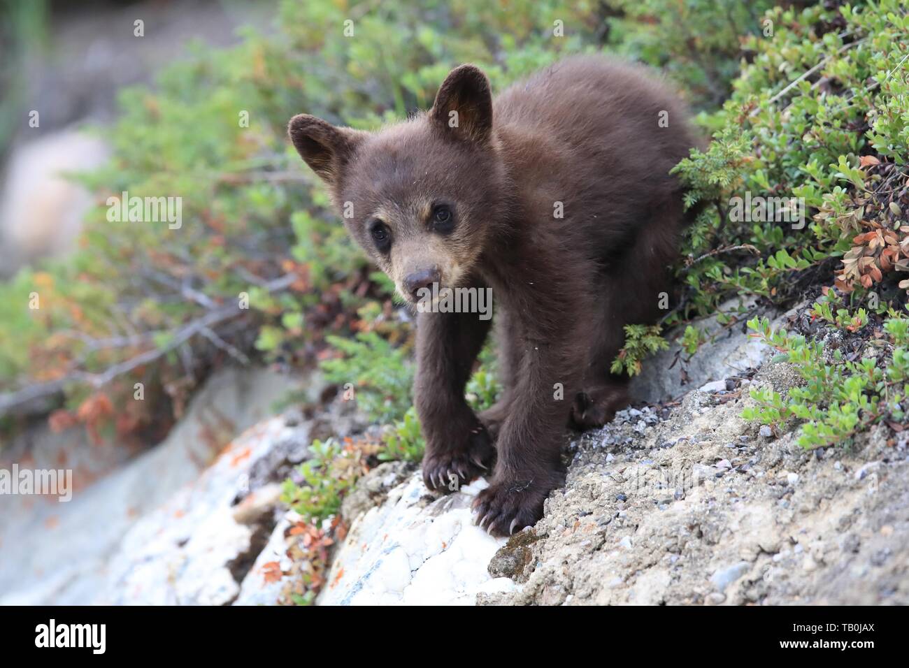 American black bear cub Stock Photo - Alamy