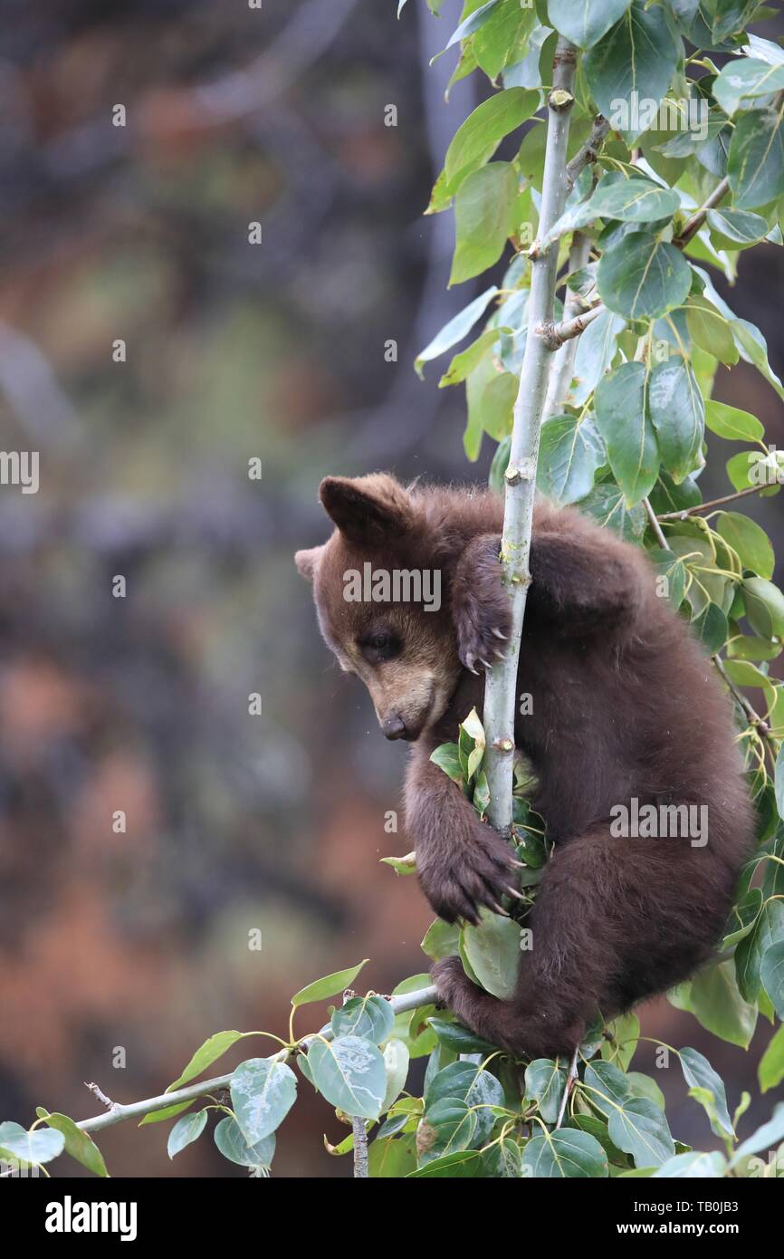 American black bear cub Stock Photo - Alamy