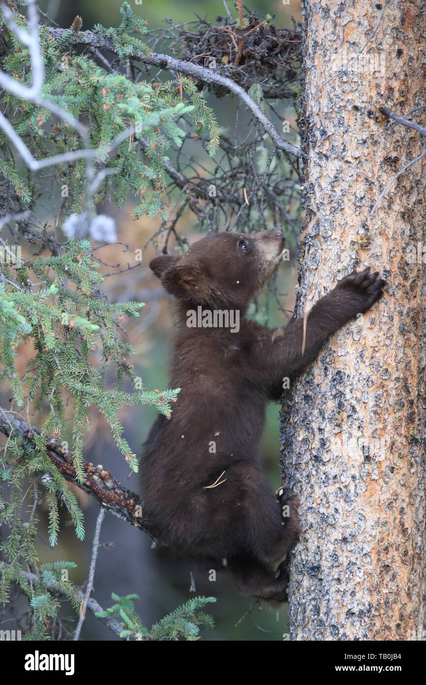 American black bear cub Stock Photo - Alamy