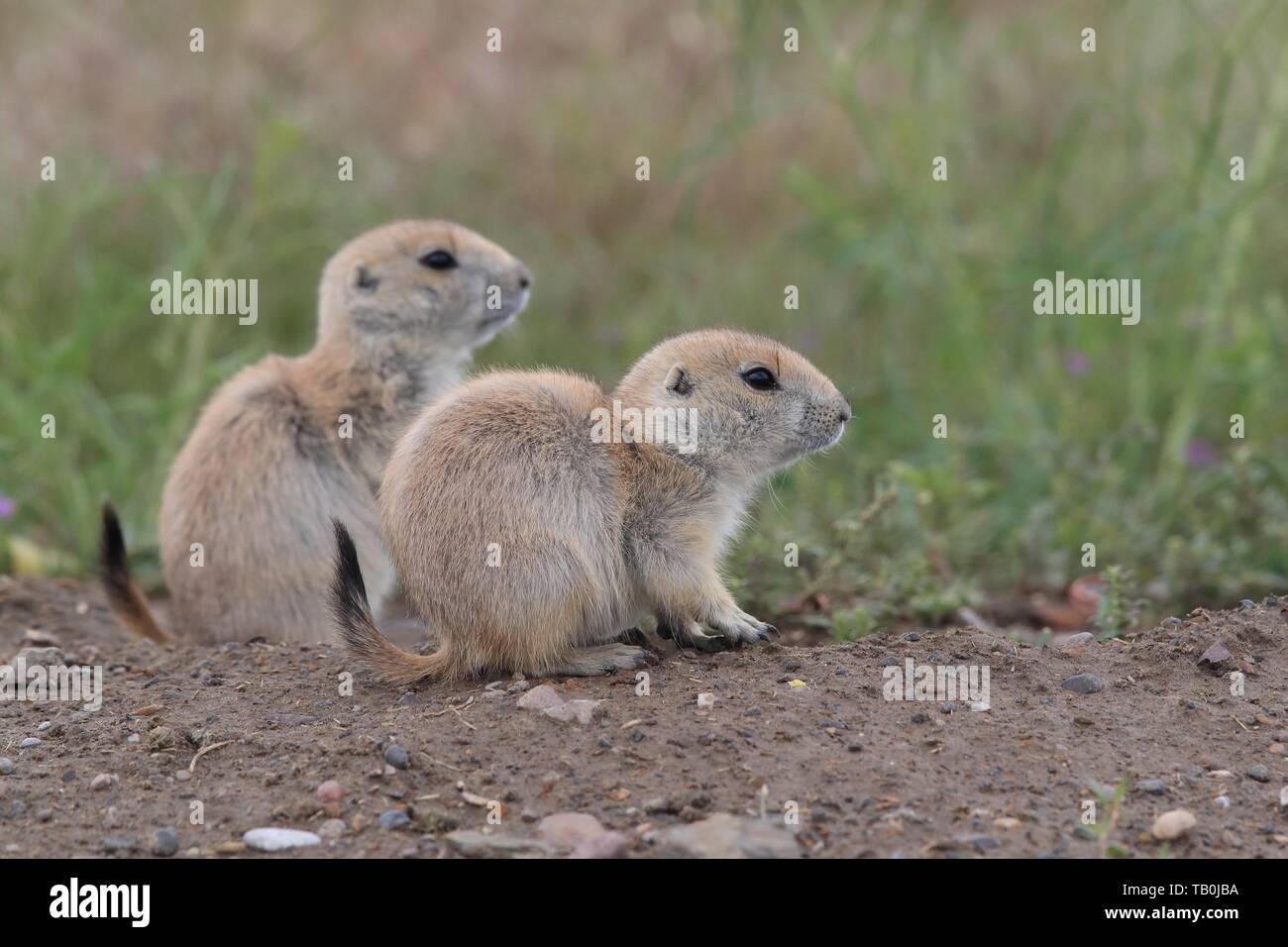 black-tailed prairie dogs Stock Photo - Alamy