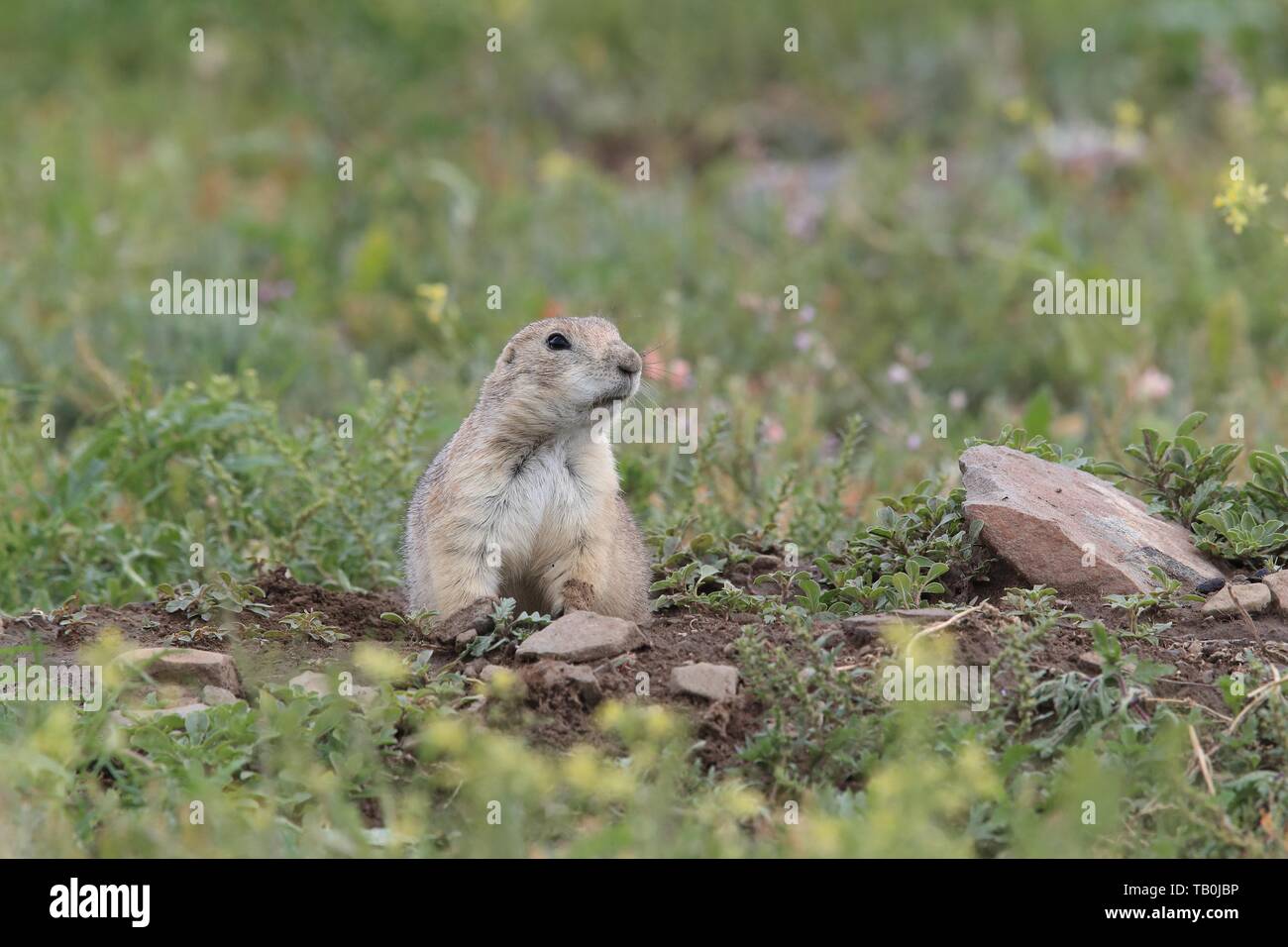 black-tailed prairie dog Stock Photo - Alamy