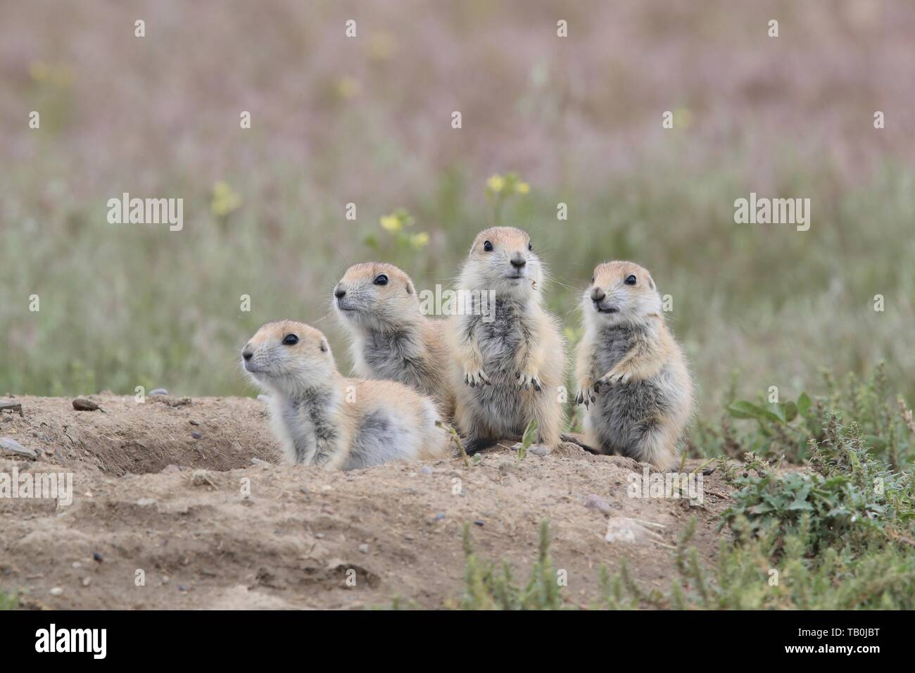 black-tailed prairie dogs Stock Photo - Alamy