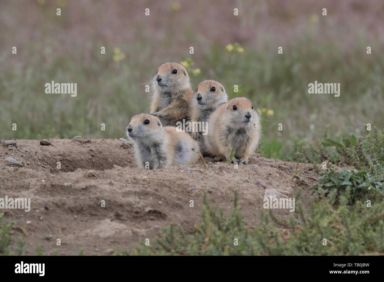 black-tailed prairie dogs Stock Photo - Alamy