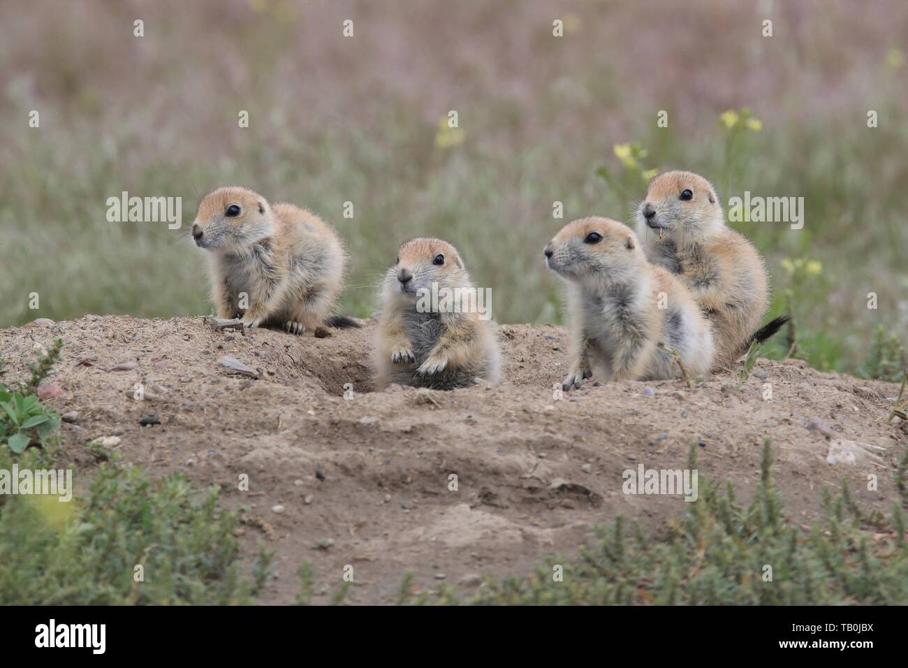 black-tailed prairie dogs Stock Photo - Alamy