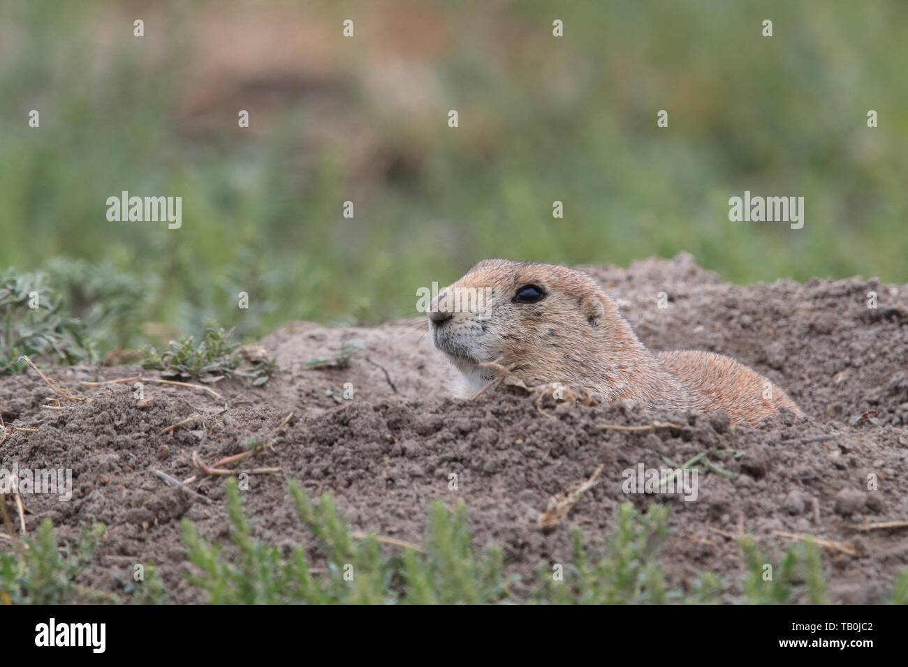 black-tailed prairie dog Stock Photo - Alamy