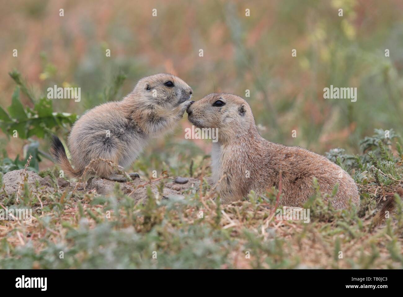 black-tailed prairie dogs Stock Photo - Alamy