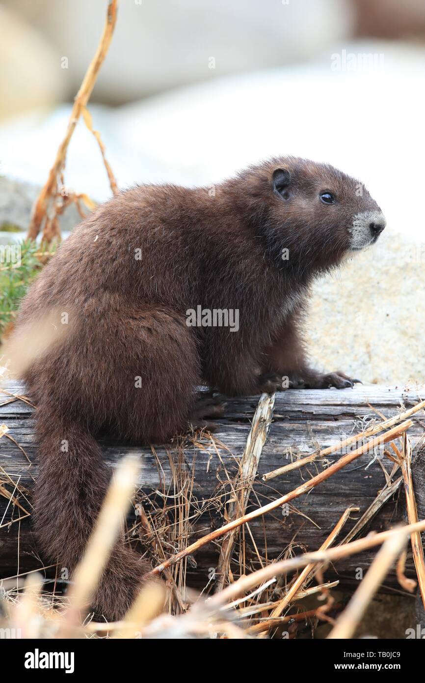 Vancouver Island marmot Stock Photo - Alamy