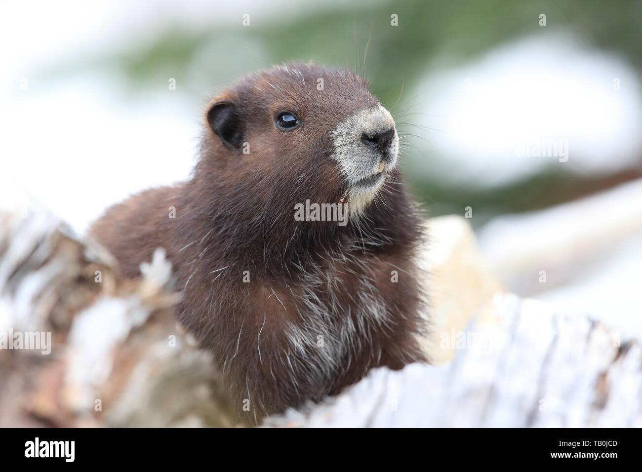 Marmota vancouverensis hi-res stock photography and images - Alamy