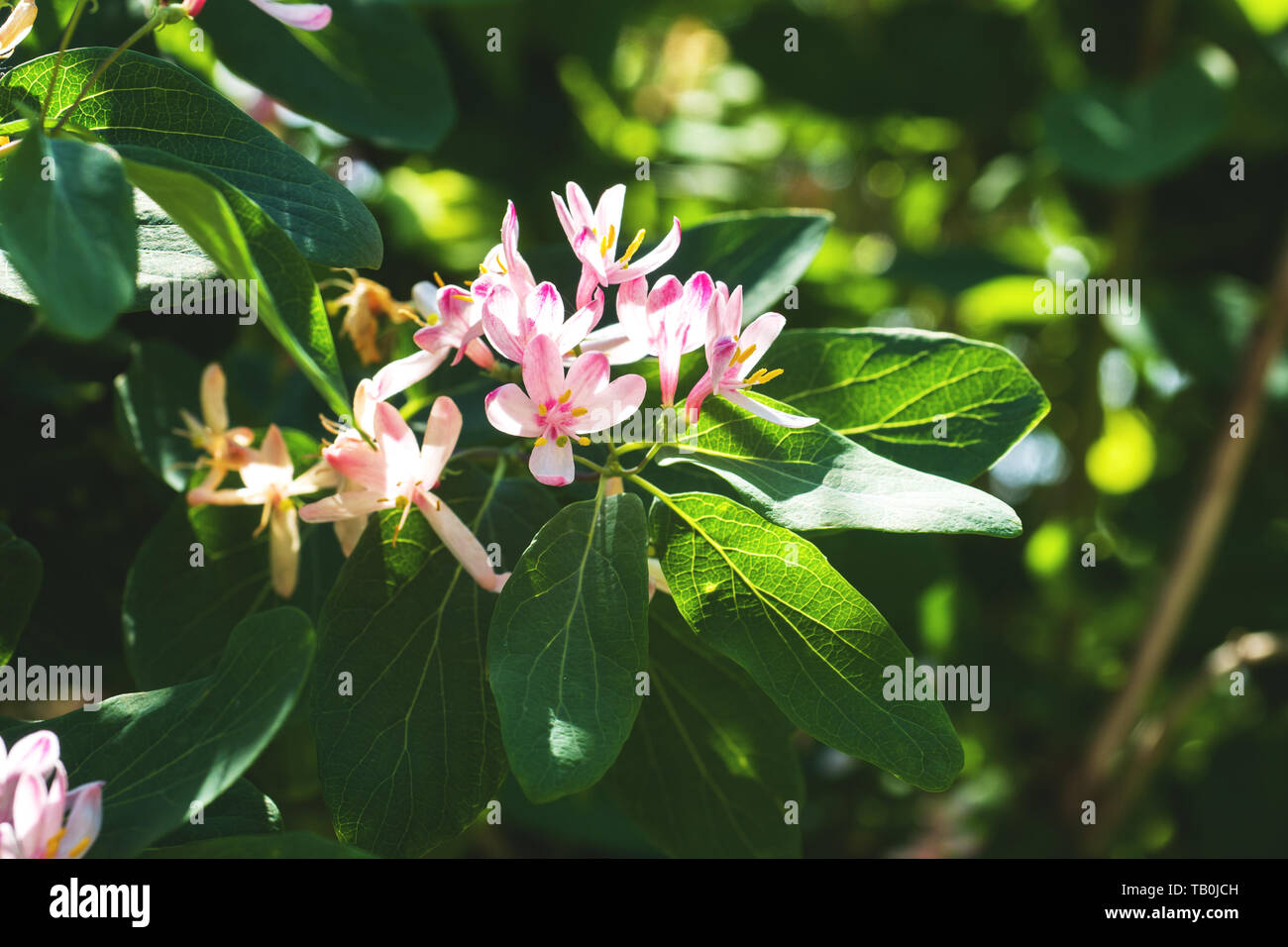 Small light pink flowers and buds on Flowering deciduous shrubs in ...